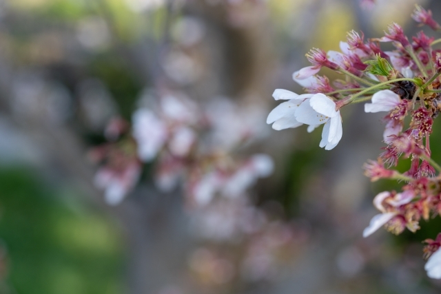 なぜかせつない新しい季節 - Holg